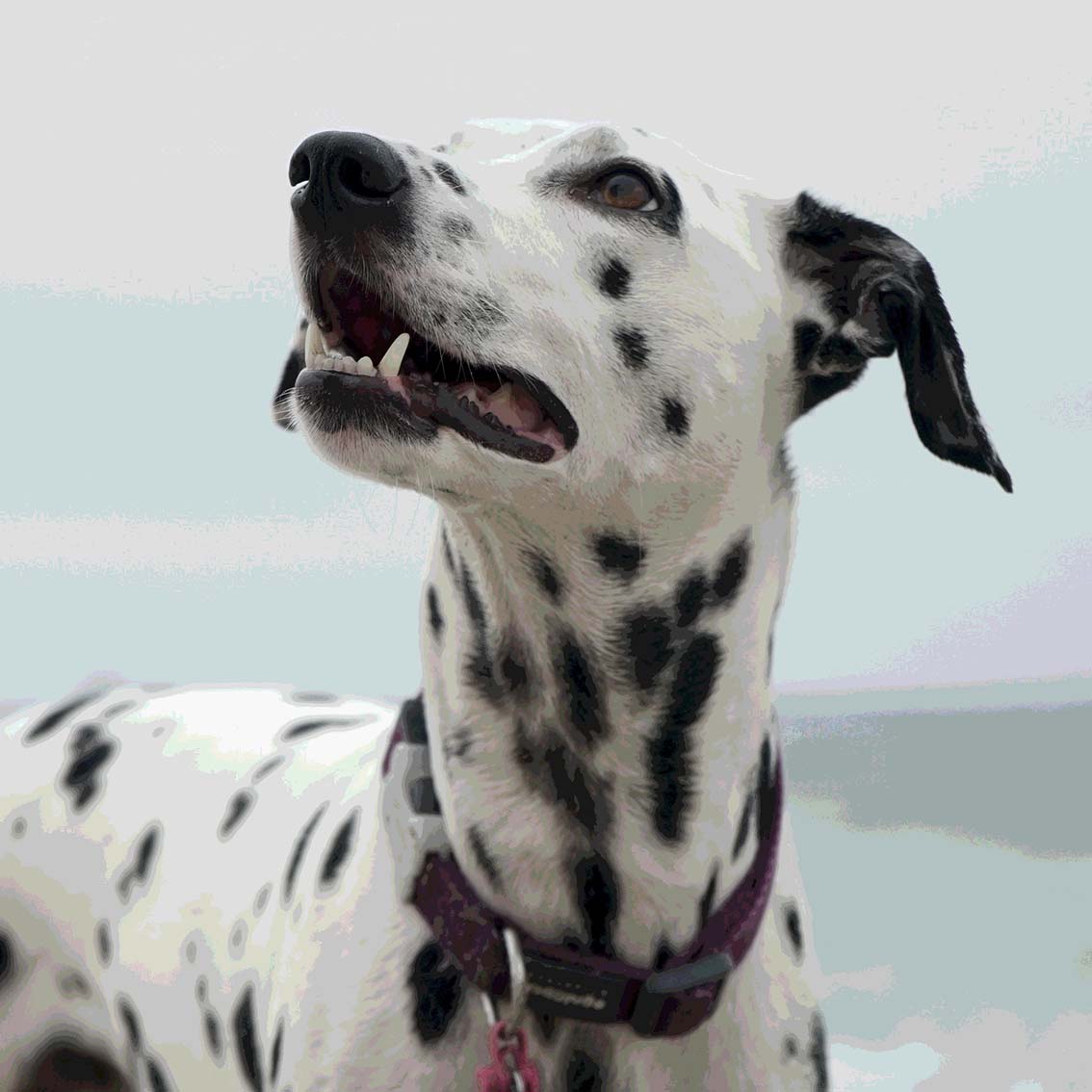 What’s the connection between three dead dogs, Bruce Springsteen and a ...